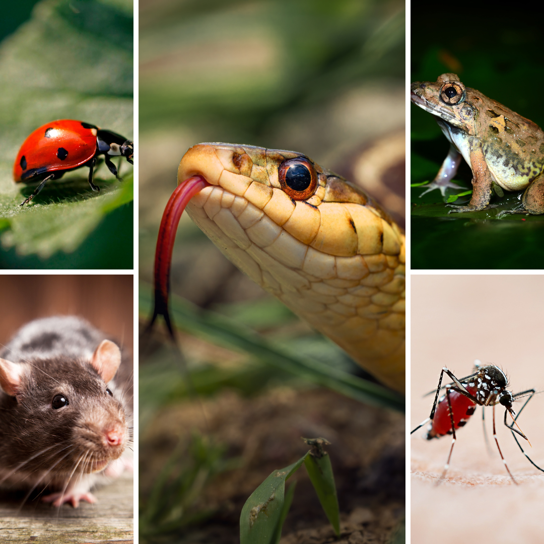 High Quality Mosquito Nets for Your Home - SkyNetPerambalur